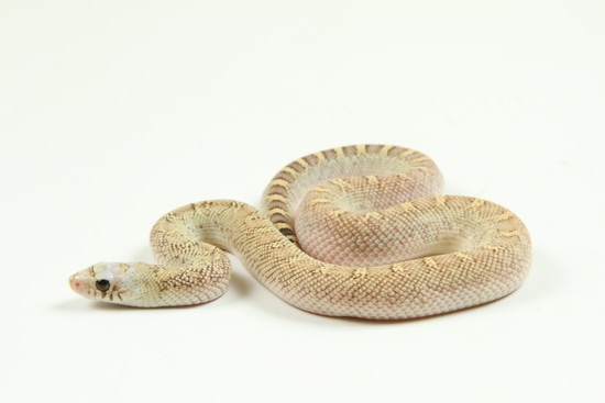 Hypo Whiteside Pos Het Albino Axanthic Patternless Bullsnake by Summer ...