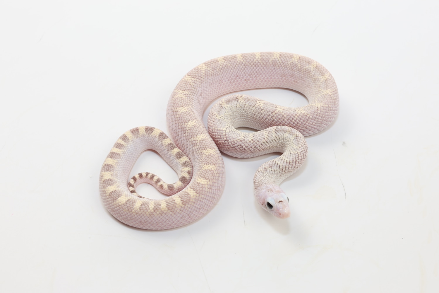 Ghost WS Het Albino Bullsnake by Summer's Snakes - MorphMarket