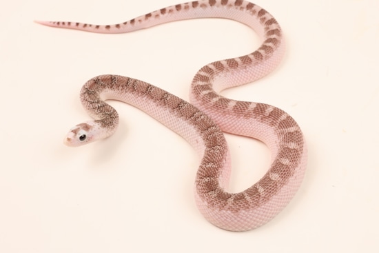 Axanthic Whiteside Bullsnake by Summer's Snakes
