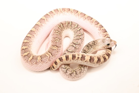 Whiteside Het Axanthic 66% PH Patternless Bullsnake by Summer's Snakes
