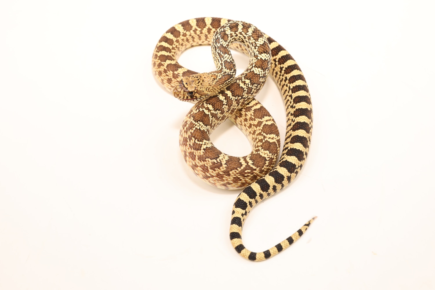Yellow DH Hypo Whiteside Bullsnake by Summer's Snakes - MorphMarket