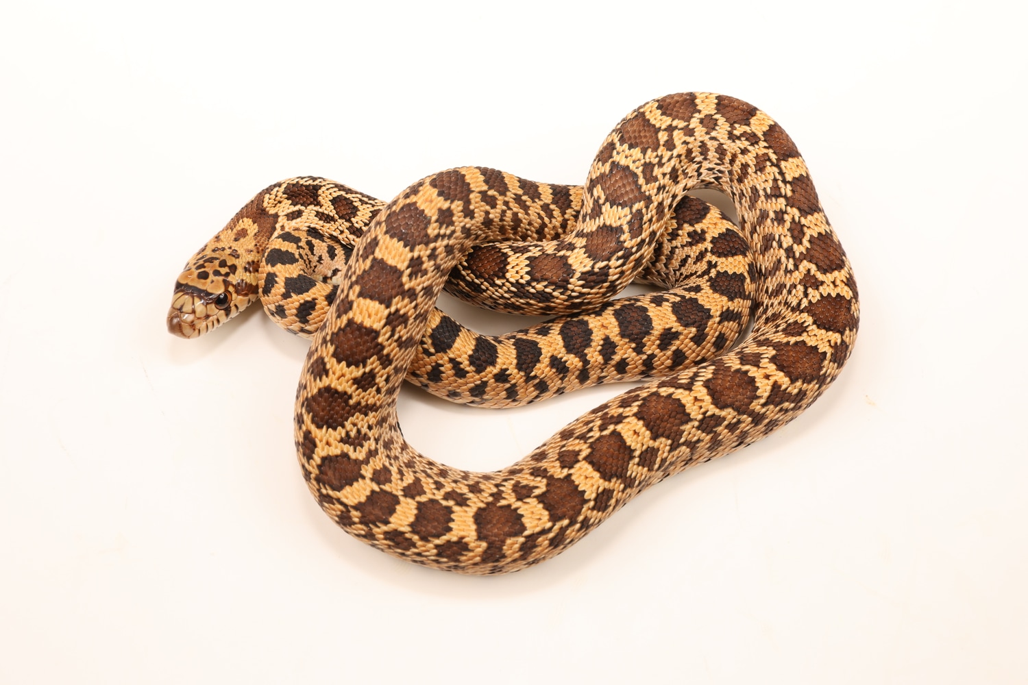 Kingsville Red Bullsnake by Summer's Snakes - MorphMarket