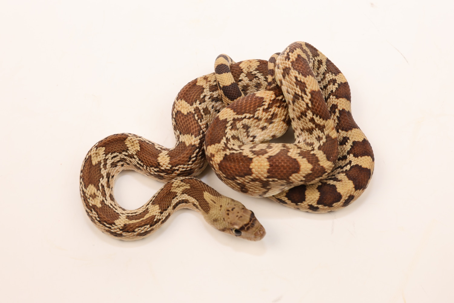 Lajitas Sonoran Gopher Snake by Summer's Snakes - MorphMarket