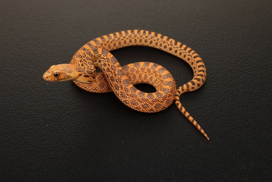 Red Hypo (Hannum) 66% PH Albino Bullsnake by Summer's Snakes