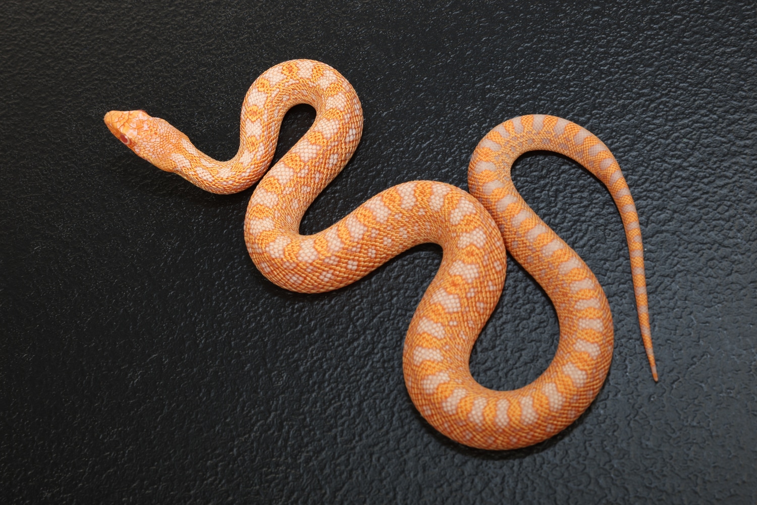 Red Hypo Albino (Hannum) Bullsnake by Summer's Snakes - MorphMarket