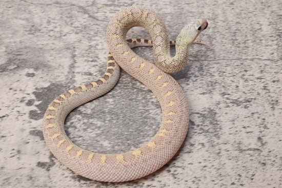 Hypo Whiteside Het Albino 66% PH Patternless Bullsnake by Summer's Snakes