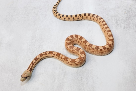 Blonde Great Basin (Phelan Locale) Gopher Snake by Summer's Snakes