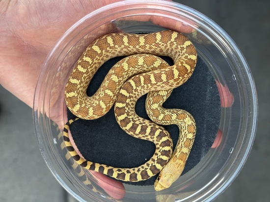POS Hypo (T) DH Axanthic (B) Patternless 50% PH Whiteside Albino ...