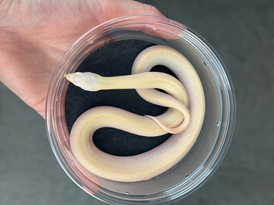 Albino Patternless Whiteside 50% PH Axanthic (B) Hypo (T) Bullsnake by ...