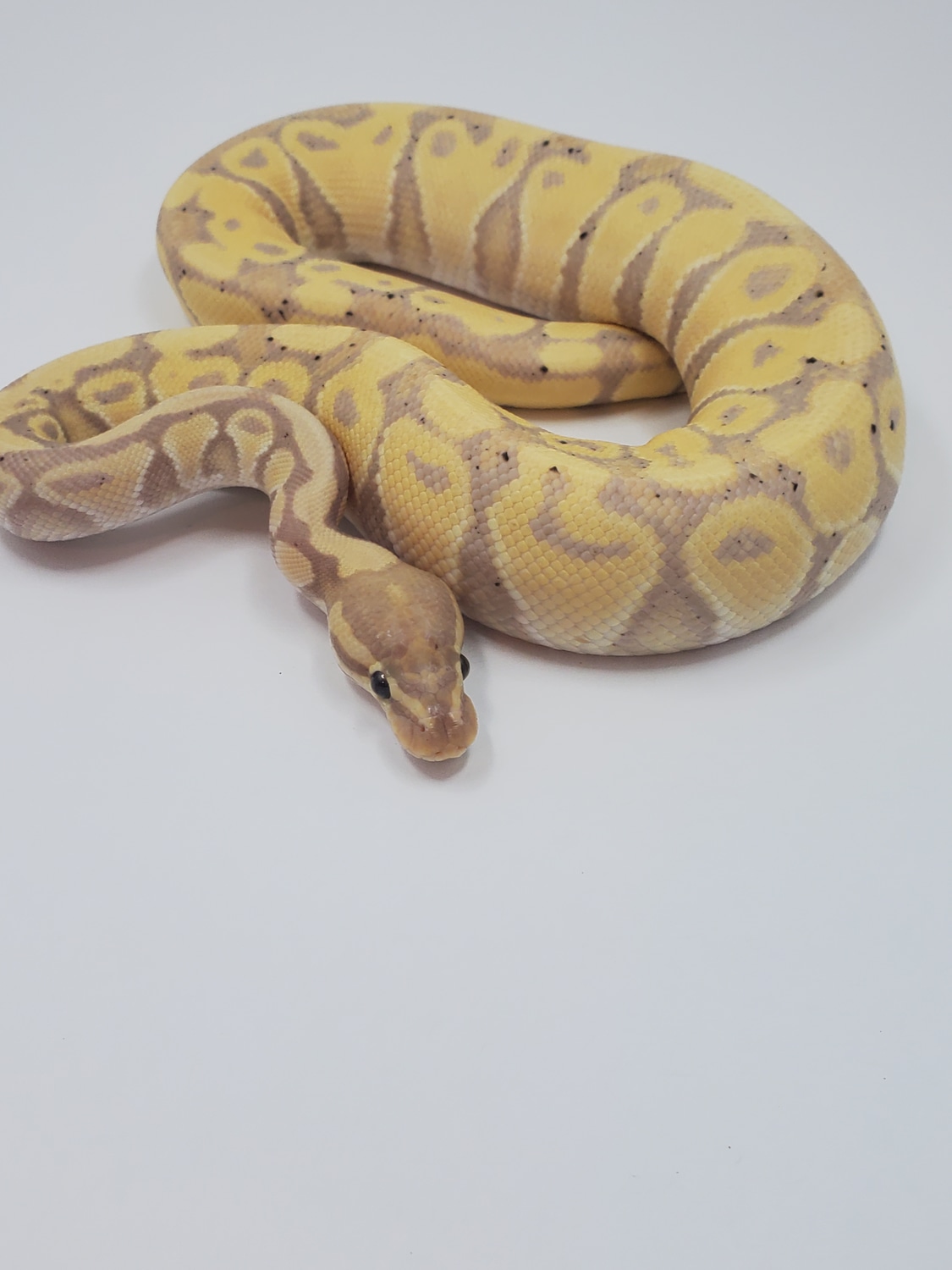 Yellow Belly Banana Het Clown Ball Python by Metal Monster Ball Pythons ...