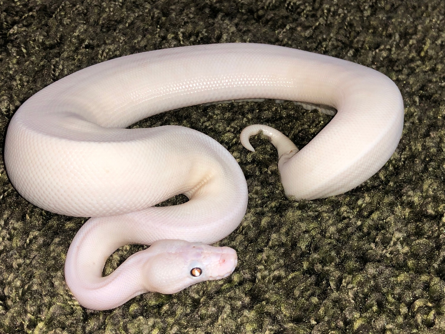 Lesser Piebald Ball Python by Summer W - MorphMarket