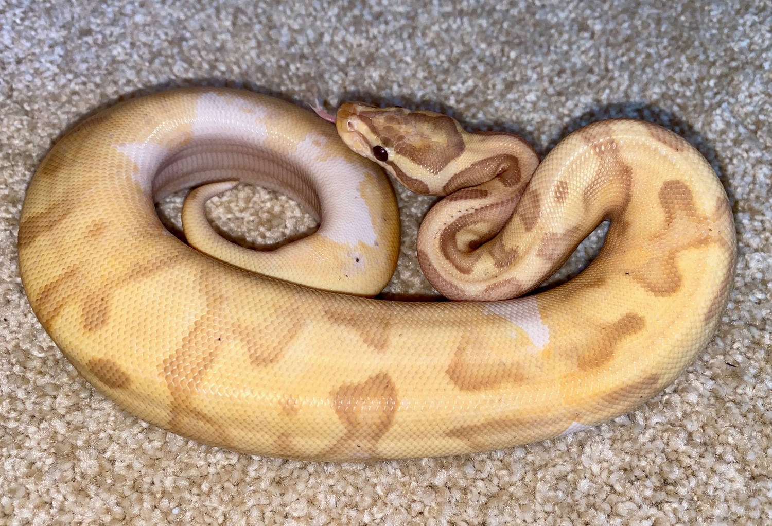 Banana Enchi Piebald Ball Python by Summer W - MorphMarket