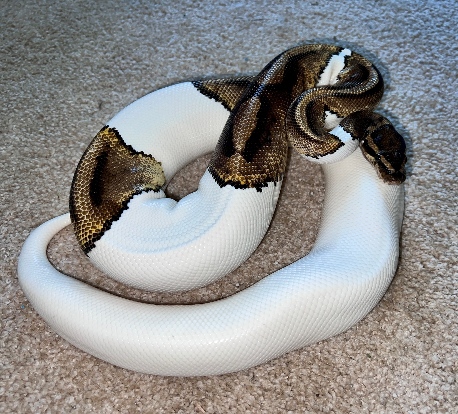 Piebald 100% Double Het Clown Albino Proven Breeder Ball Python by ...