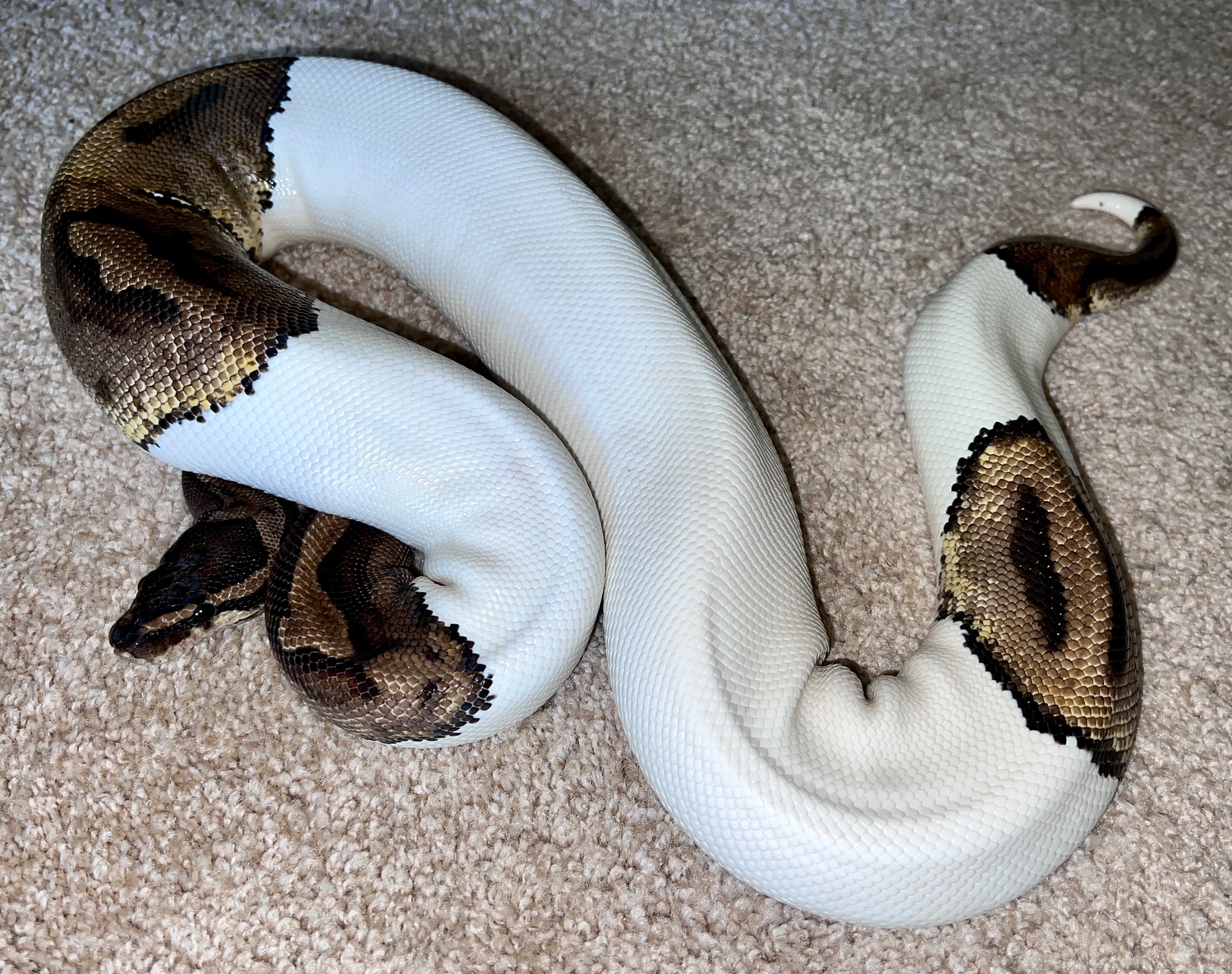 Piebald Double Het Clown Albino Female Ball Python by Summer W ...