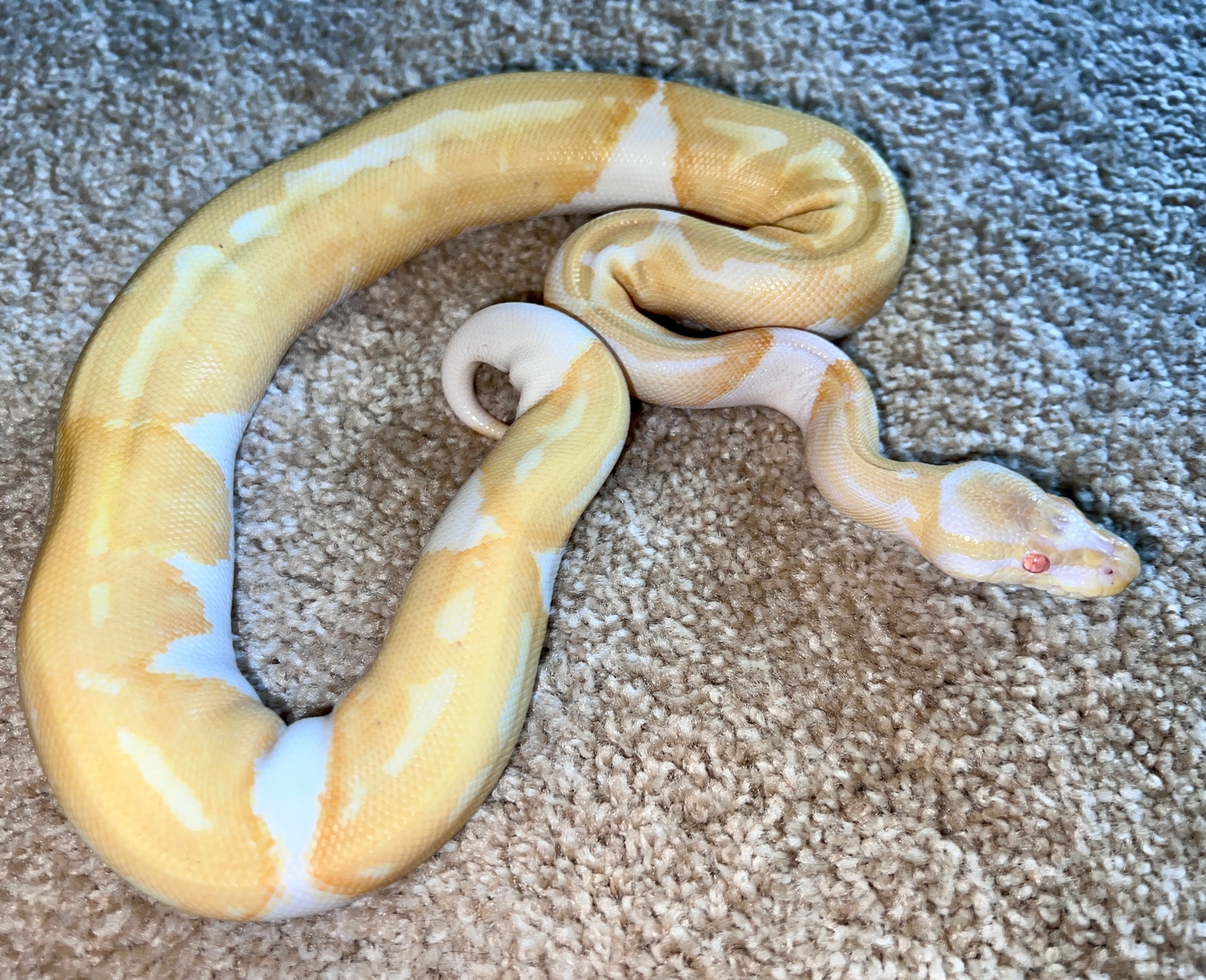 Albino Pied 66% Het Clown Ball Python by Summer W - MorphMarket