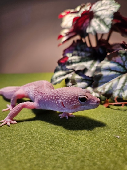 "Nova" (Mack Super Snow Murphy's Patternless Leopard Gecko) by Summit ...