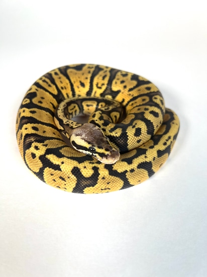 Super Pastel Confusion Ball Python by Summit Xotic Reptiles