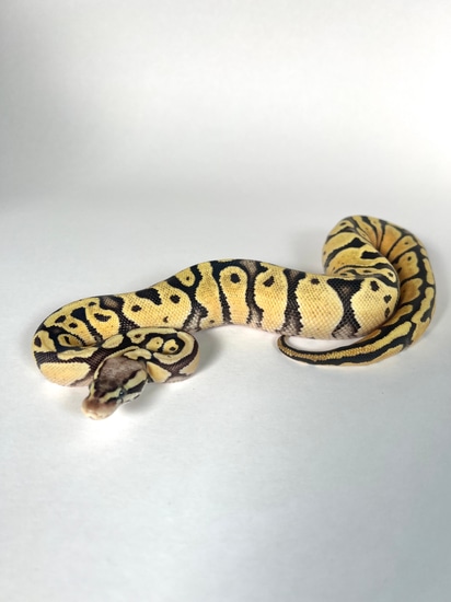Firefly Ball Python by Summit Xotic Reptiles