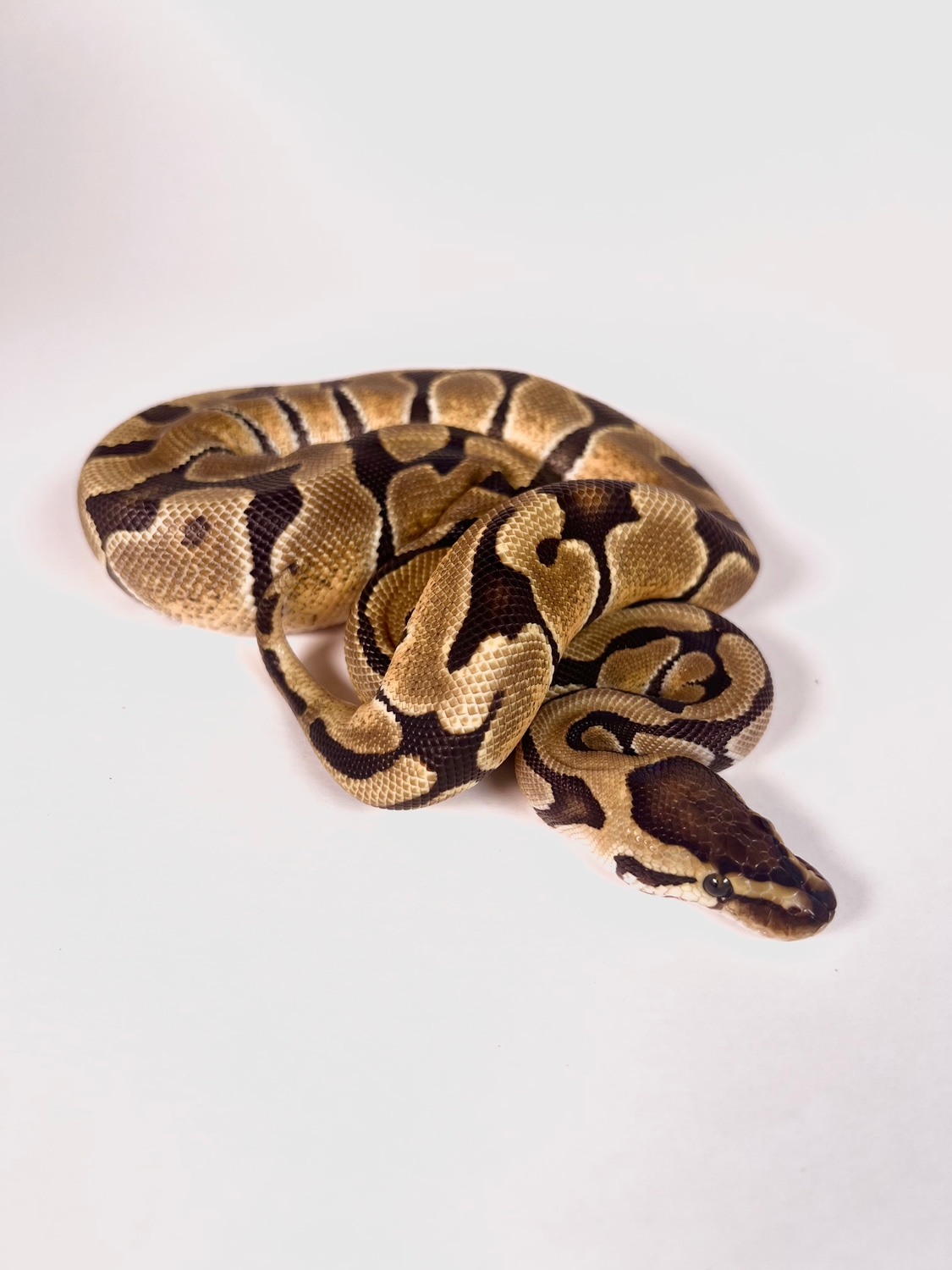 Enchi DH Puzzle Clown Ball Python by Summit Xotic Reptiles - MorphMarket