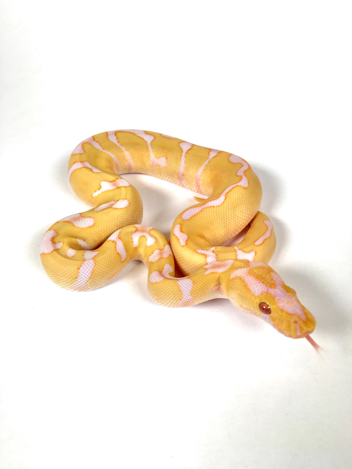 Enchi Spotnose Grail Ball Python by Summit Xotic Reptiles - MorphMarket