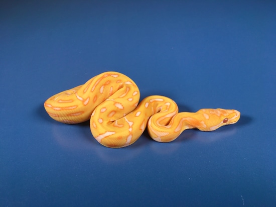 RTB-Enchi Leopard Spotnose (Yellow Belly) Lavender Albino 66% Het Clown ...