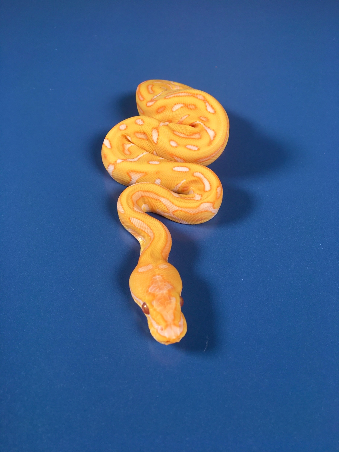 Enchi Leopard Spotnose (Yellow Belly) Lavender Albino 66% Het Clown ...