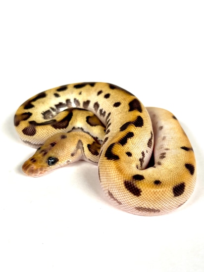 Proven OD Leo Mojave Fire Dinker Clown Het Pied Ball Python by Summit ...