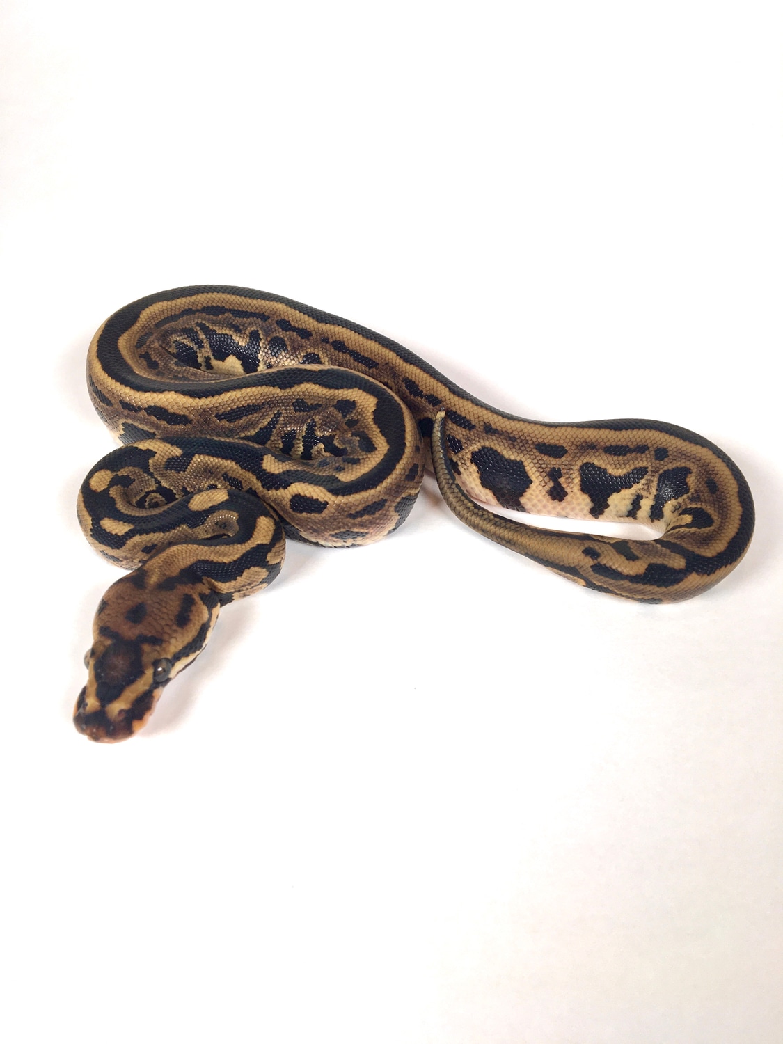 Enchi Leo SN Het Clown 66% Het Lavender Albino Ball Python by Summit ...