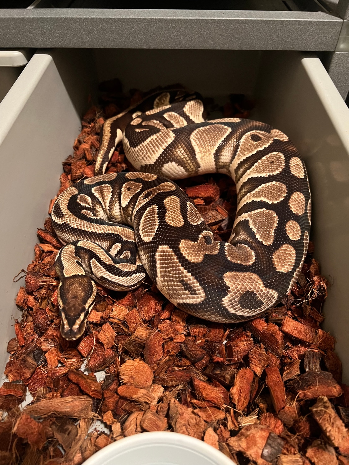 Proven Orange Dream Yellow Belly Het Pied 50pct Het Clown Ball Python ...