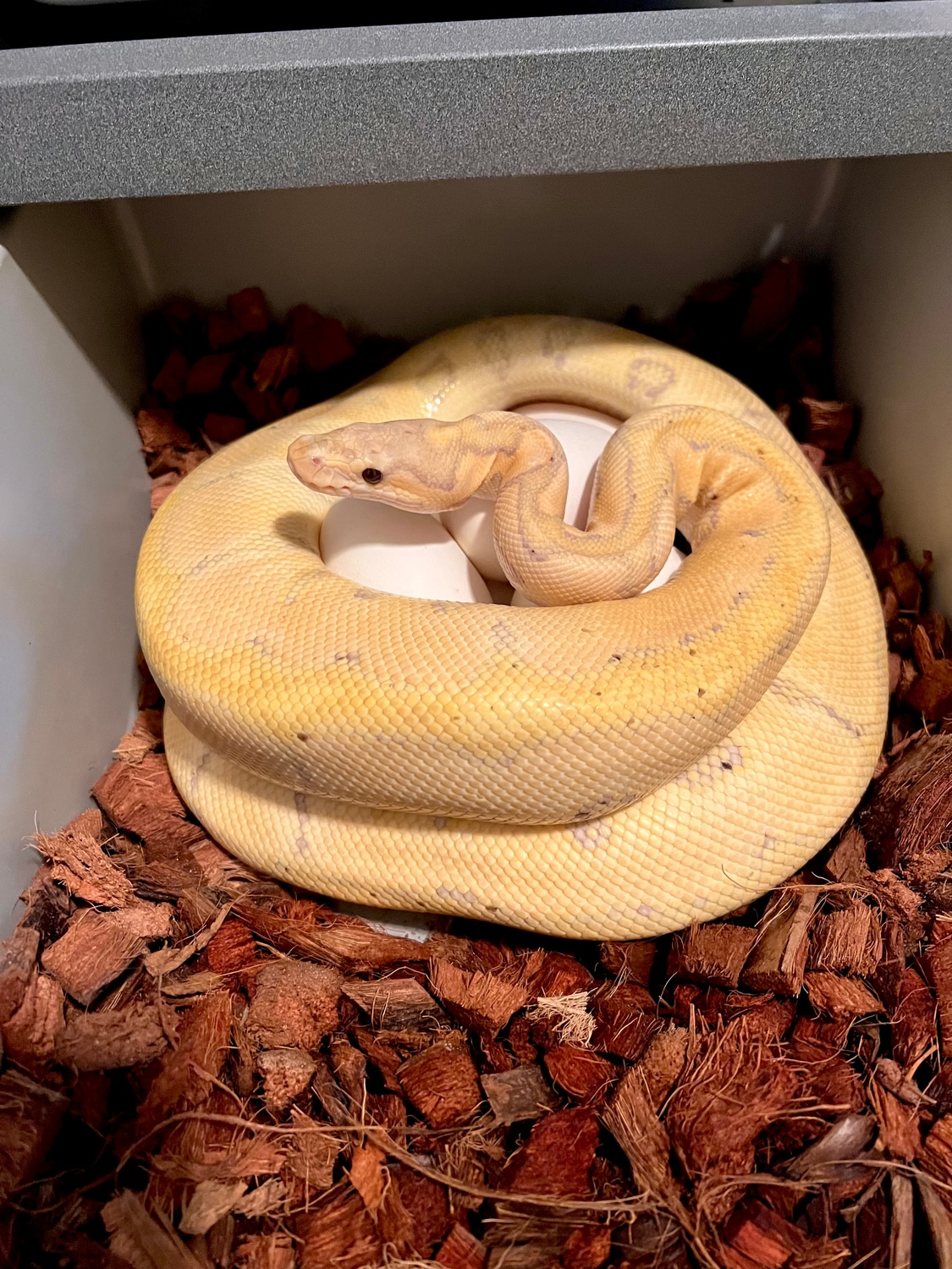 Proven Banana Clown Breeder Female! Ball Python by Summit Xotic ...
