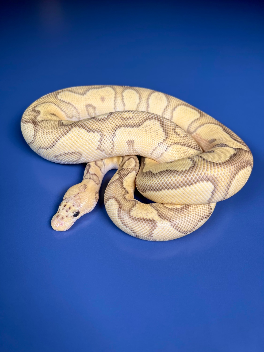 Orange Dream Firefly (Mojave) Clown Ball Python by Summit Xotic ...