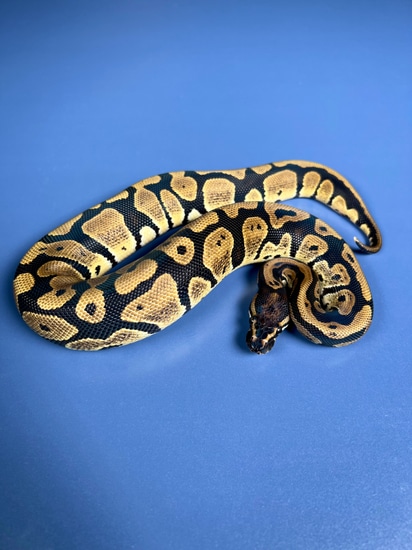 Confusion Ball Python by Summit Xotic Reptiles