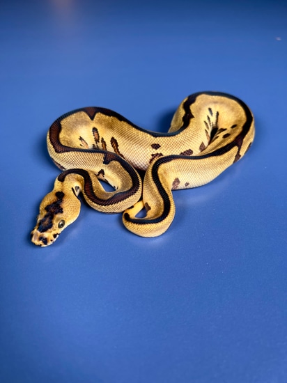 (OD)YB Enchi Leopard Clown Het Pied Ball Python by Summit Xotic Reptiles
