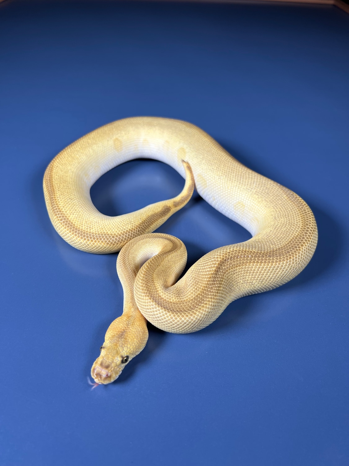 RTB - OD Enchi Leopard Lesser Clown Ball Python by Summit Xotic ...