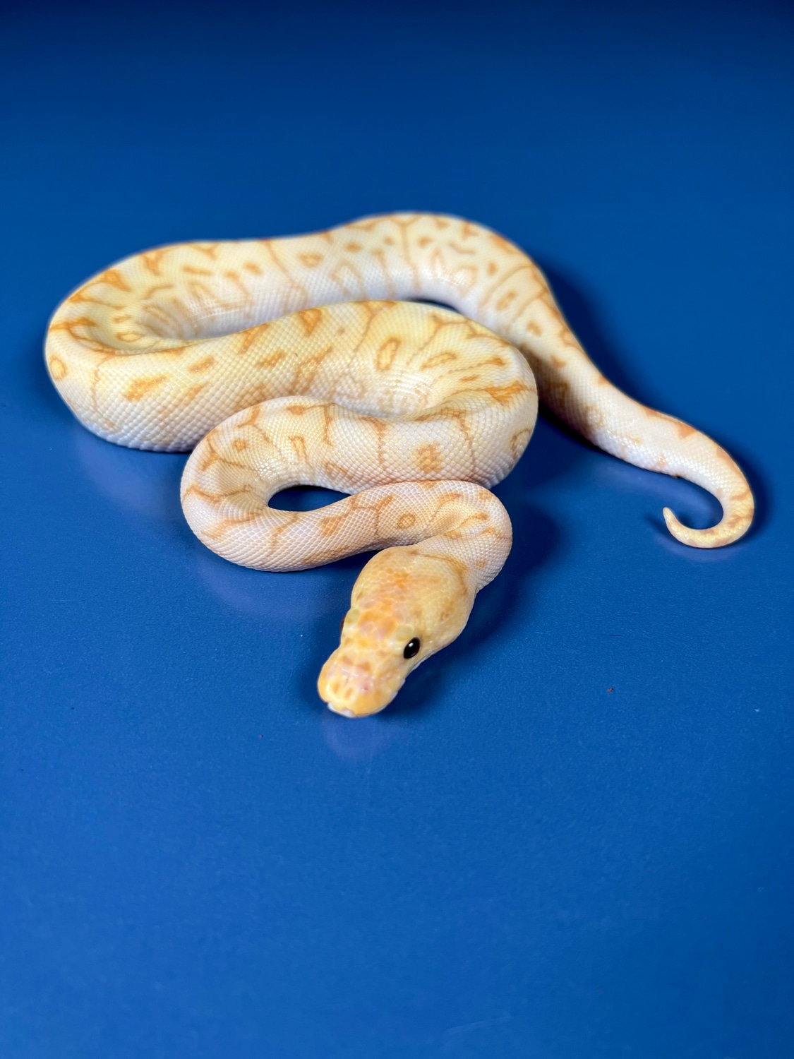 Banana Pinstripe Spotnose GHI Clown Ball Python by Summit Xotic ...