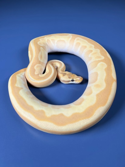 Enchi Leopard Lesser Coral Glow (OD) Het Clown Ball Python by Summit ...