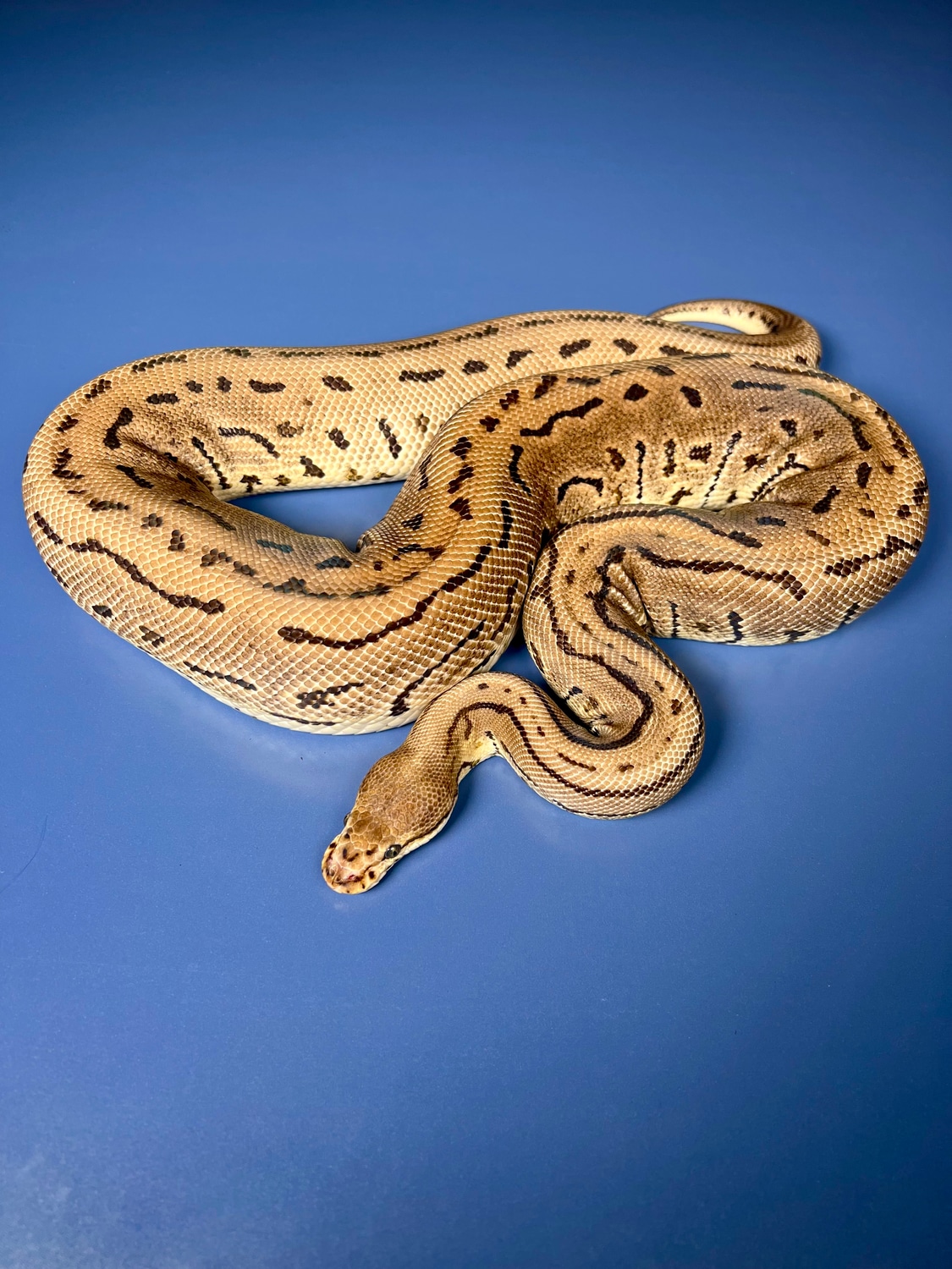 RTB Pinstripe Leopard Spotnose Het Clown Ball Python by Summit Xotic ...