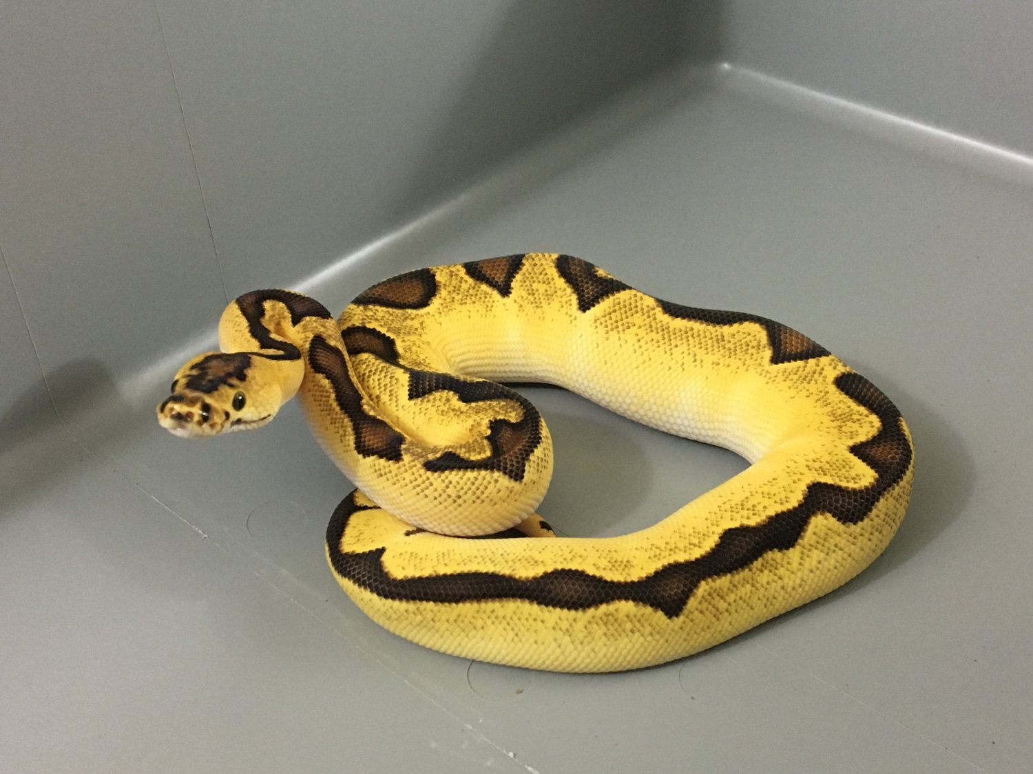 Proven OD Enchi Clown Ball Python by Summit Xotic Reptiles - MorphMarket
