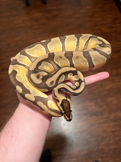 RTB ODYB Enchi DH Clown Pied Ball Python by Summit Xotic Reptiles