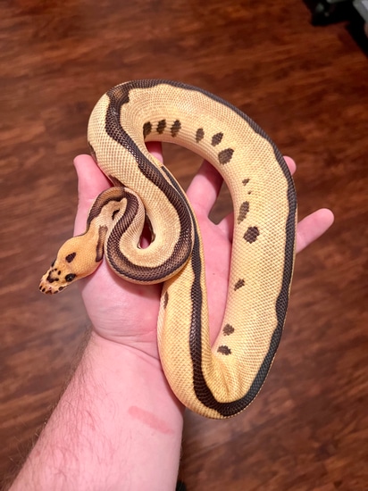 OD Fire Leopard Clown Het Pied Ball Python by Summit Xotic Reptiles