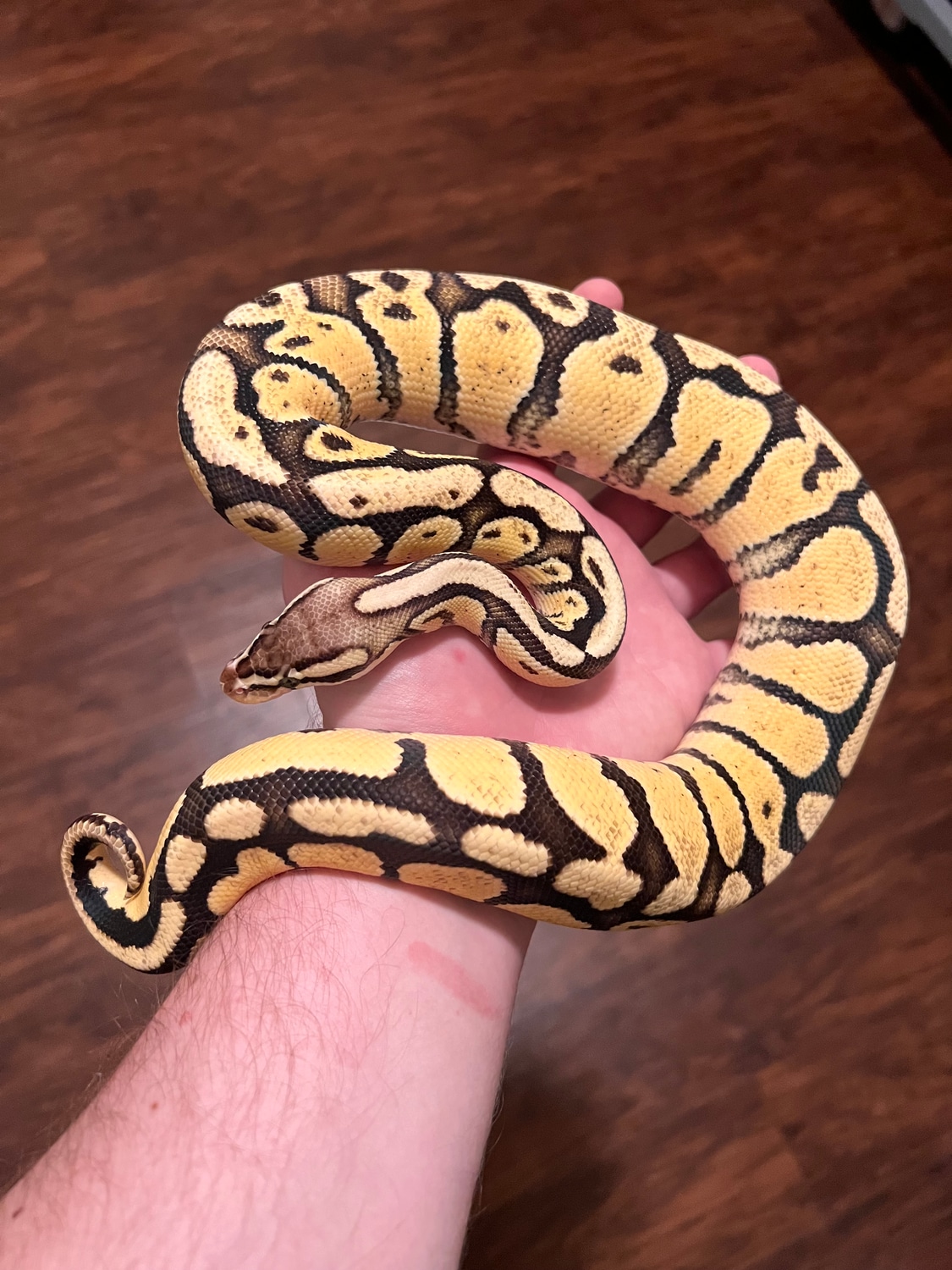 Firefly Jungle Woma Ball Python by Summit Xotic Reptiles - MorphMarket