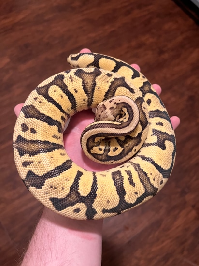 RTB Firefly Confusion Ball Python by Summit Xotic Reptiles
