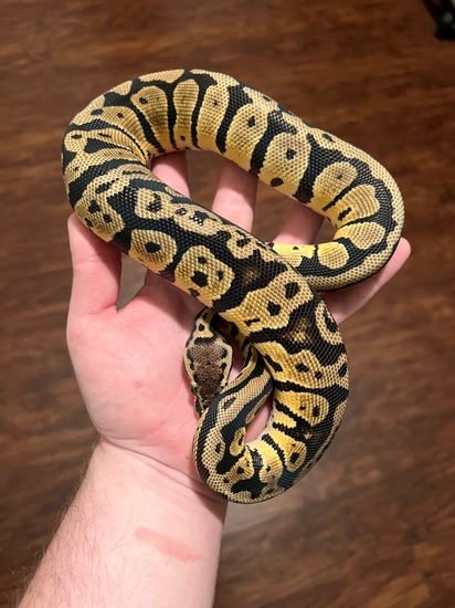Pastel Confusion Ball Python by Summit Xotic Reptiles