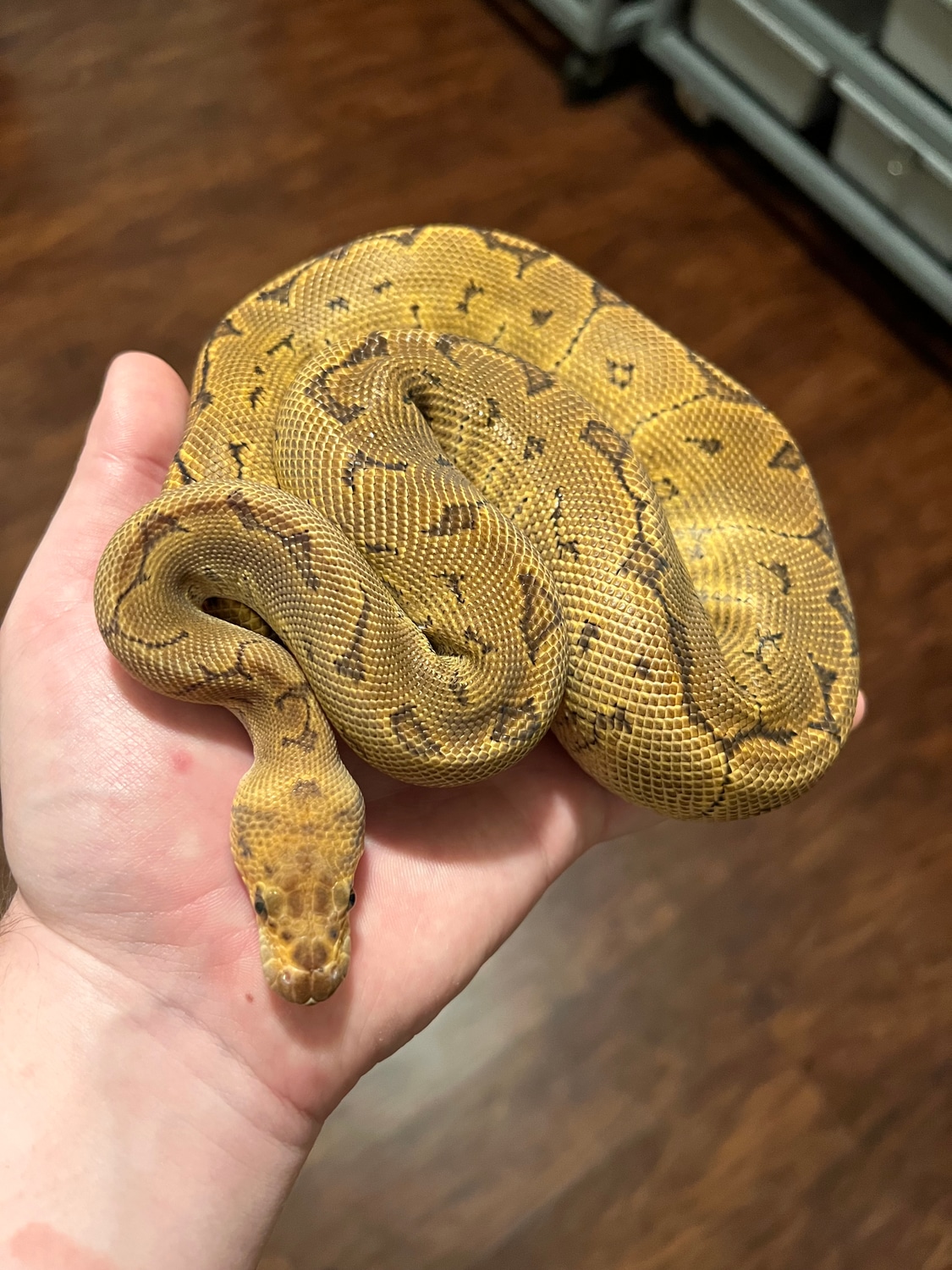 Pinstripe Pos GHI Clown Ball Python by Summit Xotic Reptiles - MorphMarket
