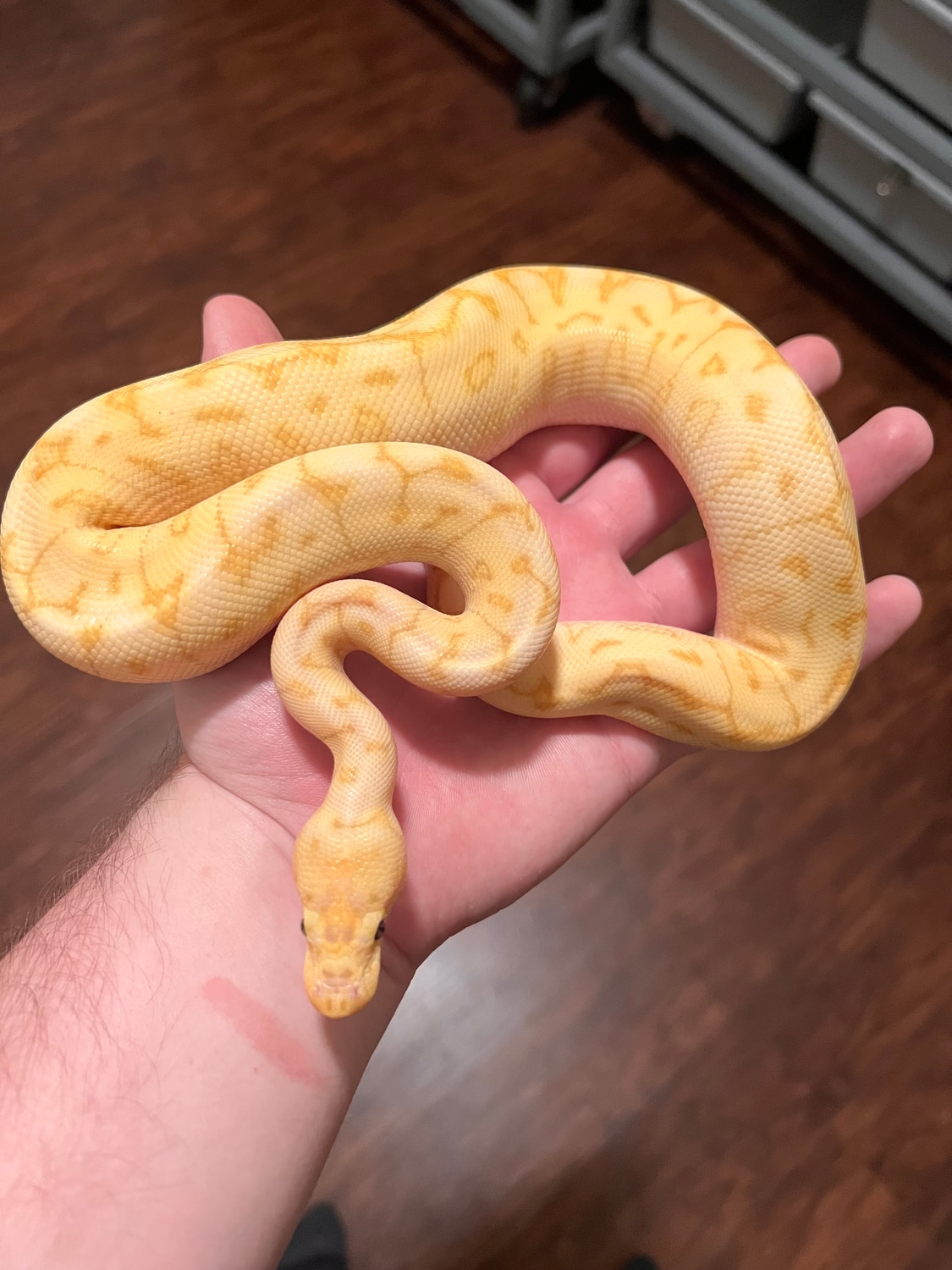 Banana Pinstripe Spotnose GHI Clown Ball Python by Summit Xotic Reptiles - MorphMarket
