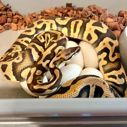Banana Pinstripe Spotnose GHI Clown Ball Python by Summit Xotic ...