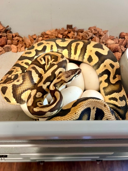 Proven Pastel Leopard Cypress Het Clown Ball Python by Summit Xotic ...