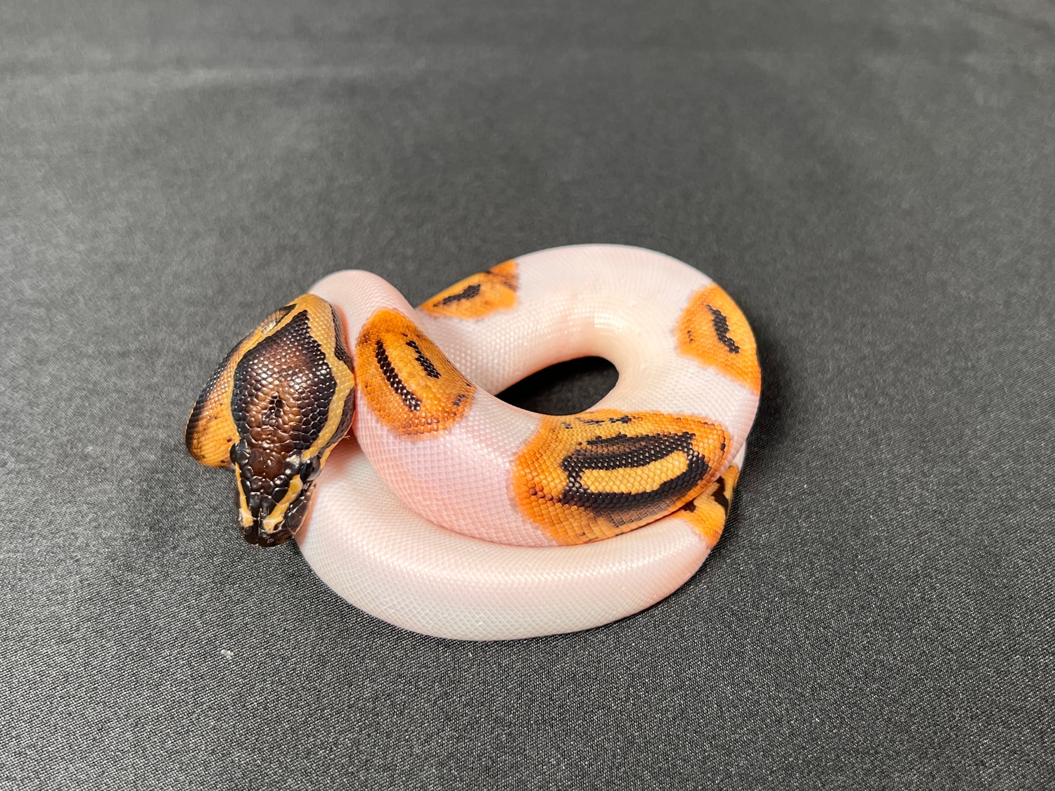 OD Leopard Pied DH TSK Axanthic Clown Ball Python by Summit Xotic ...