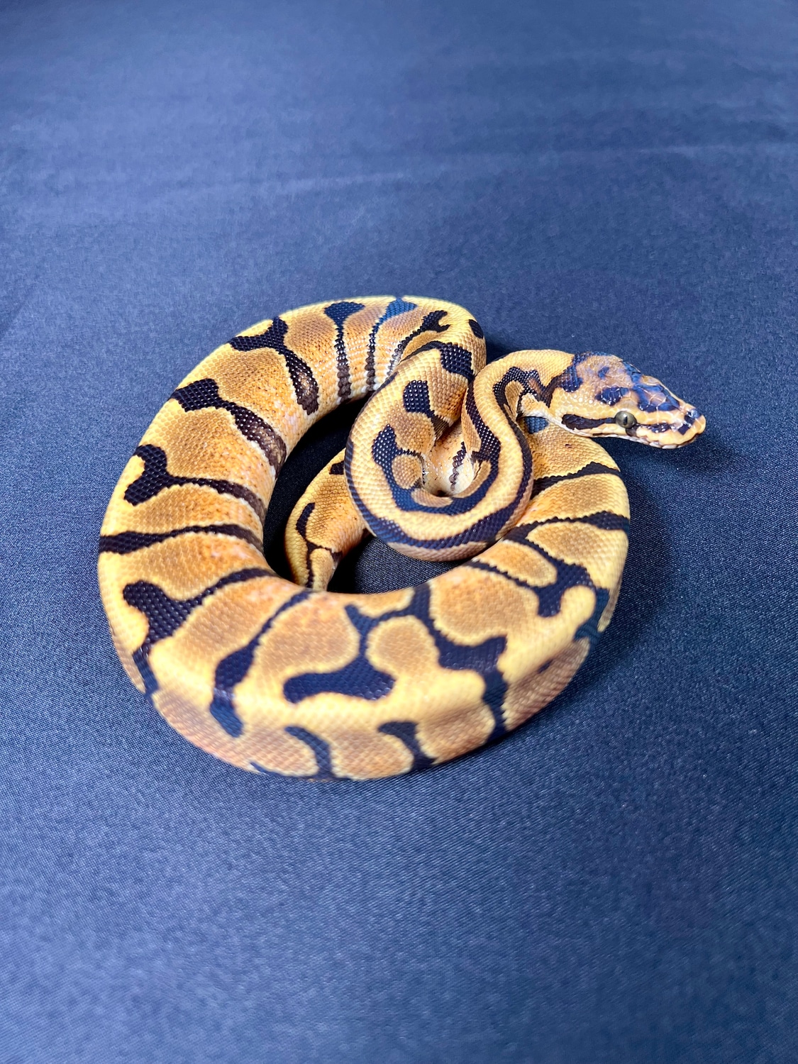 Enchi Spotnose DH Lavender Albino Clown Ball Python by Summit Xotic ...