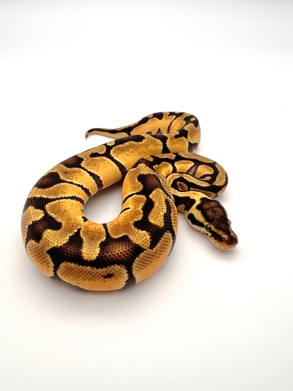 OD Pastel Enchi DH Desert Ghost Puzzle Ball Python by Summit Xotic Reptiles